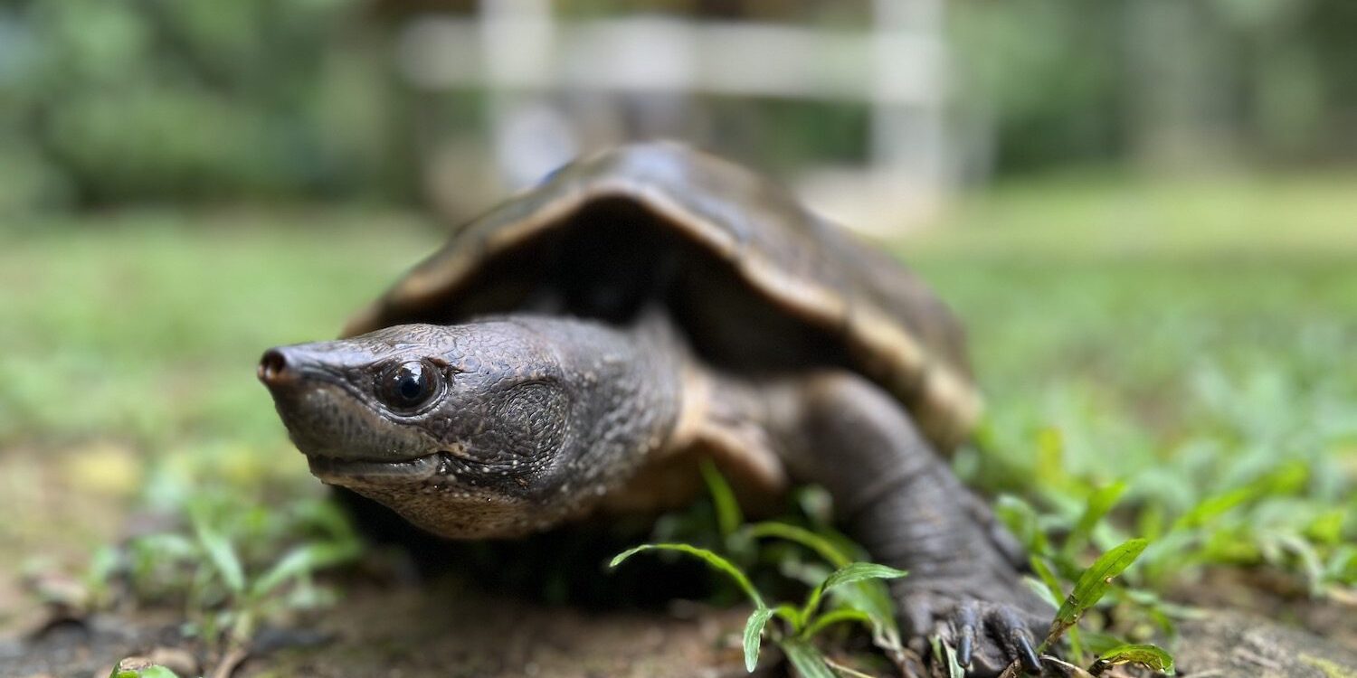 Hicatee Conservation & Research Center