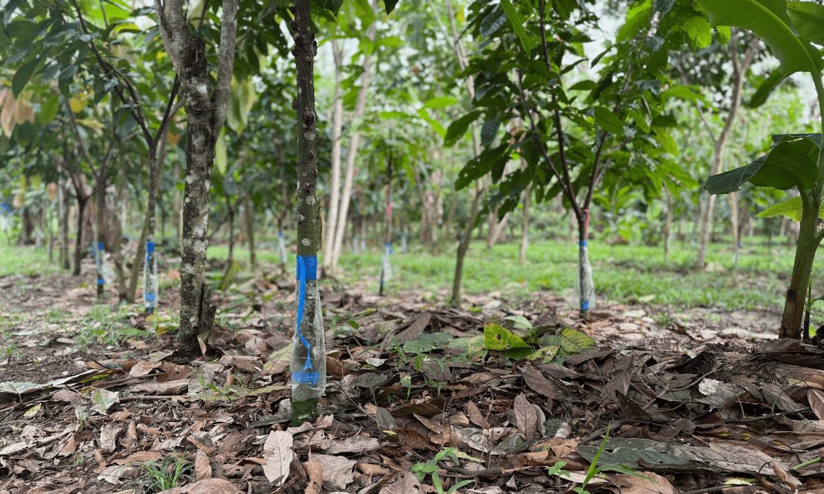 Cacao-agroforestry BFREE